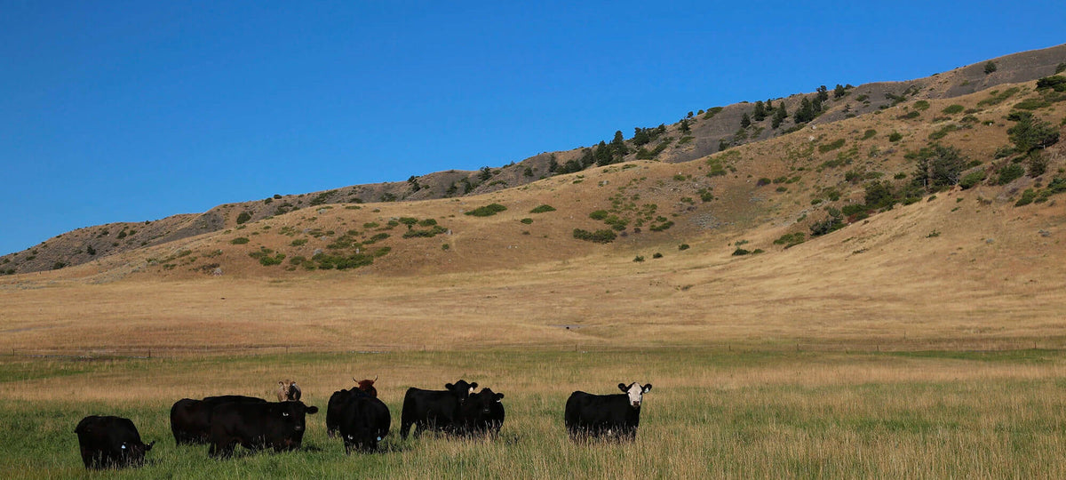 P Bar Ranch | Where To Buy